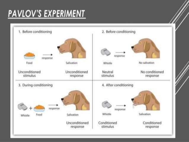 Pavlov theoy.pptx | Chemistry | Science