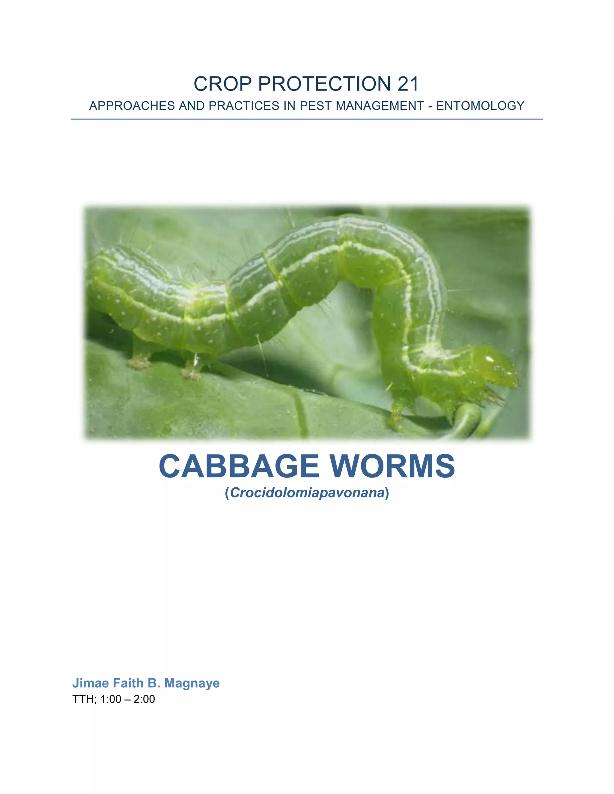 Report on Cabbage Cluster Worms | DOCX