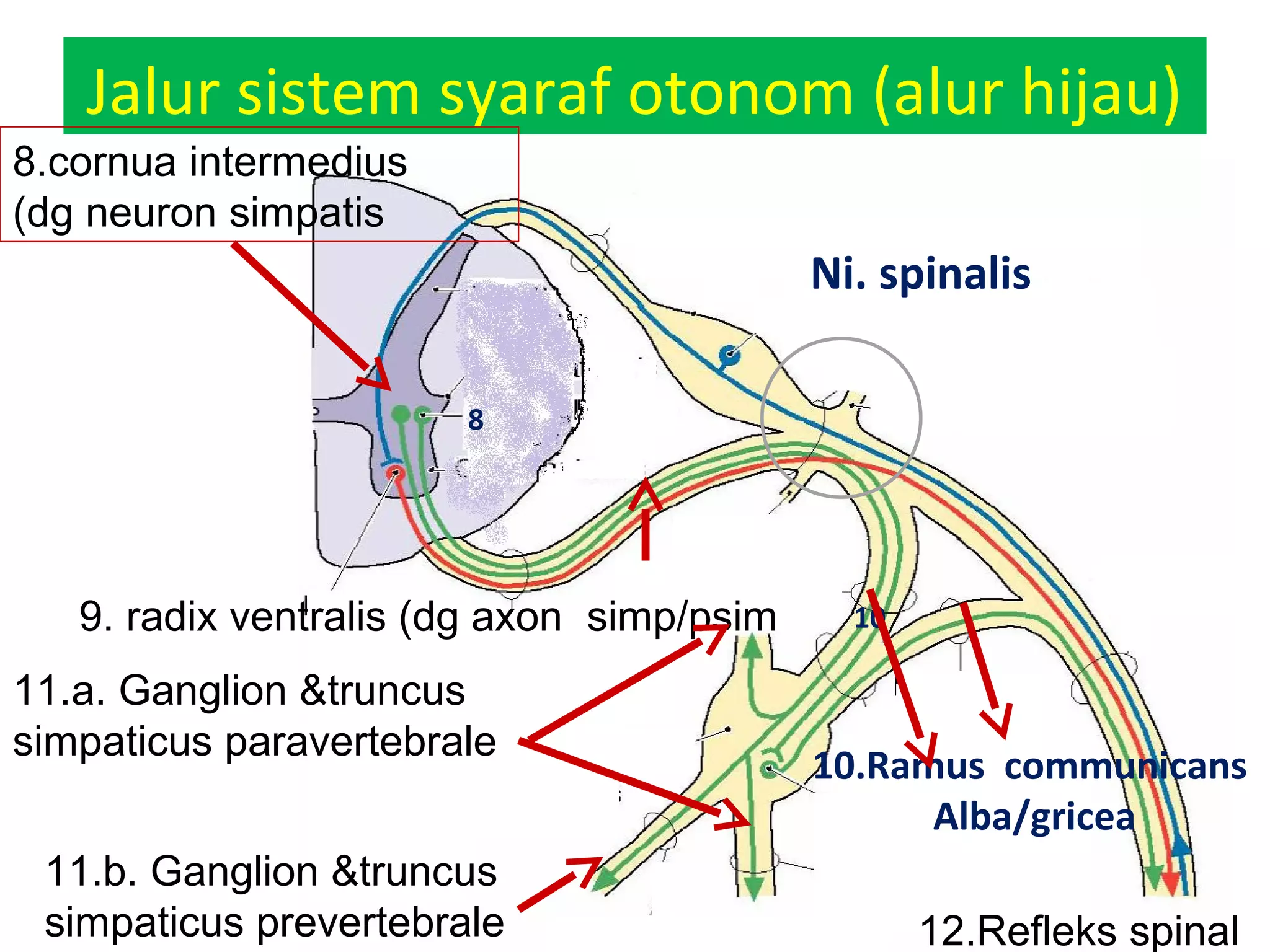 Pengantar Anatomi Veterinary 5 | PPT