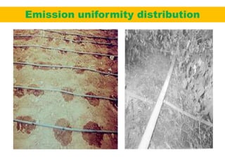 Advances in Drip Irrigation:Now and Beyond | PPTX
