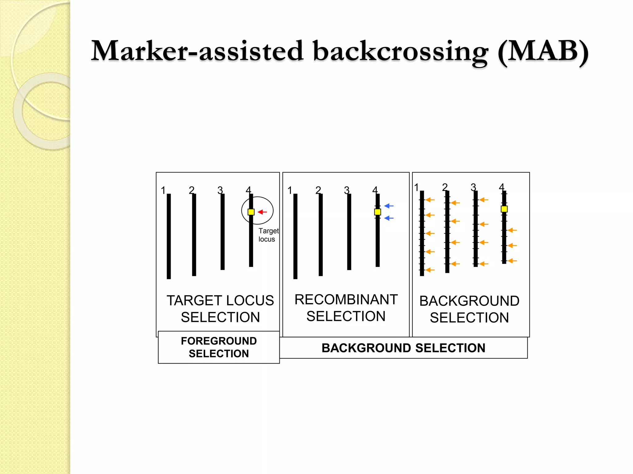 Marker Assisted Selection in Crop Breeding | PPTX