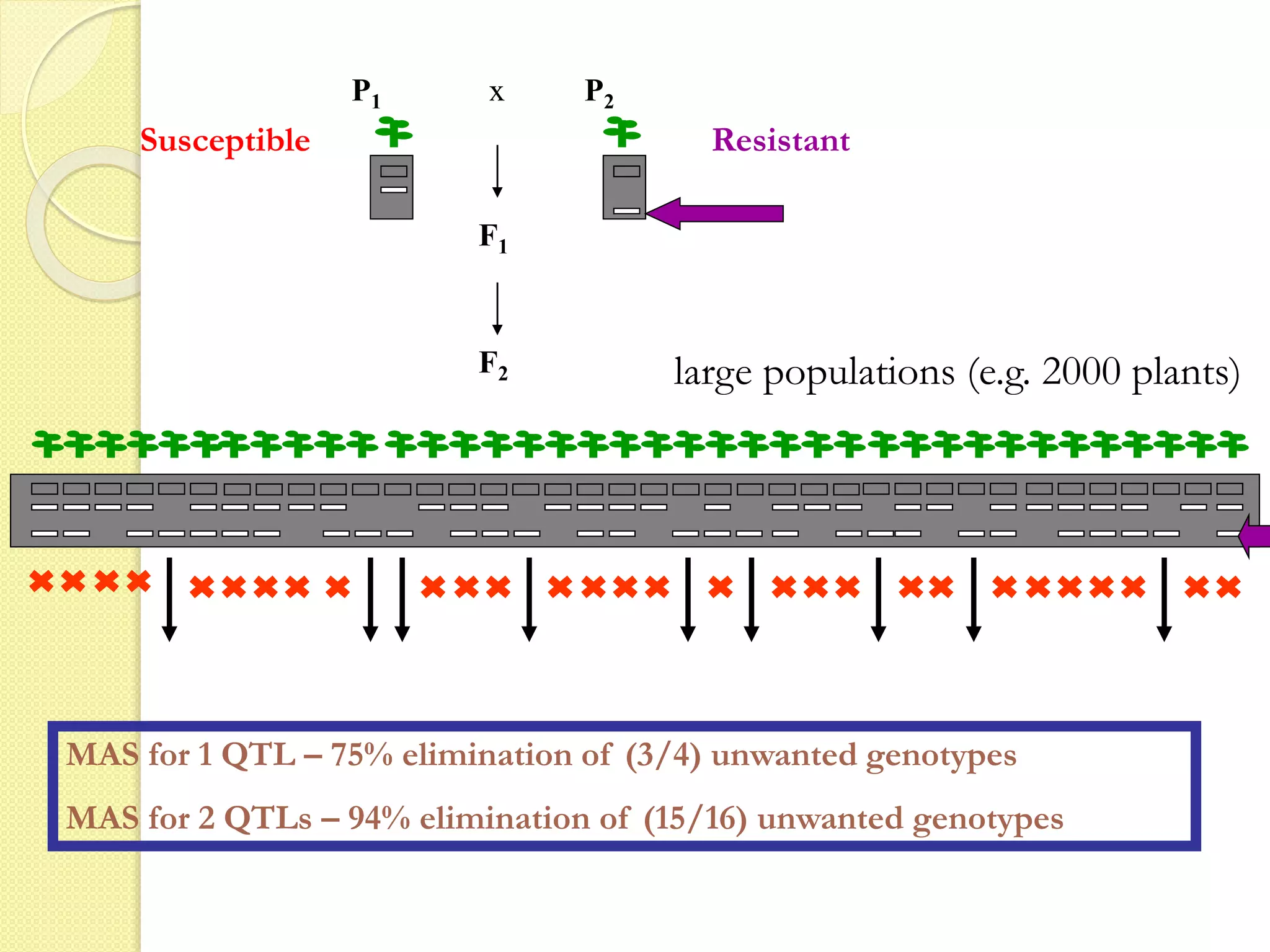Marker Assisted Selection in Crop Breeding | PPTX