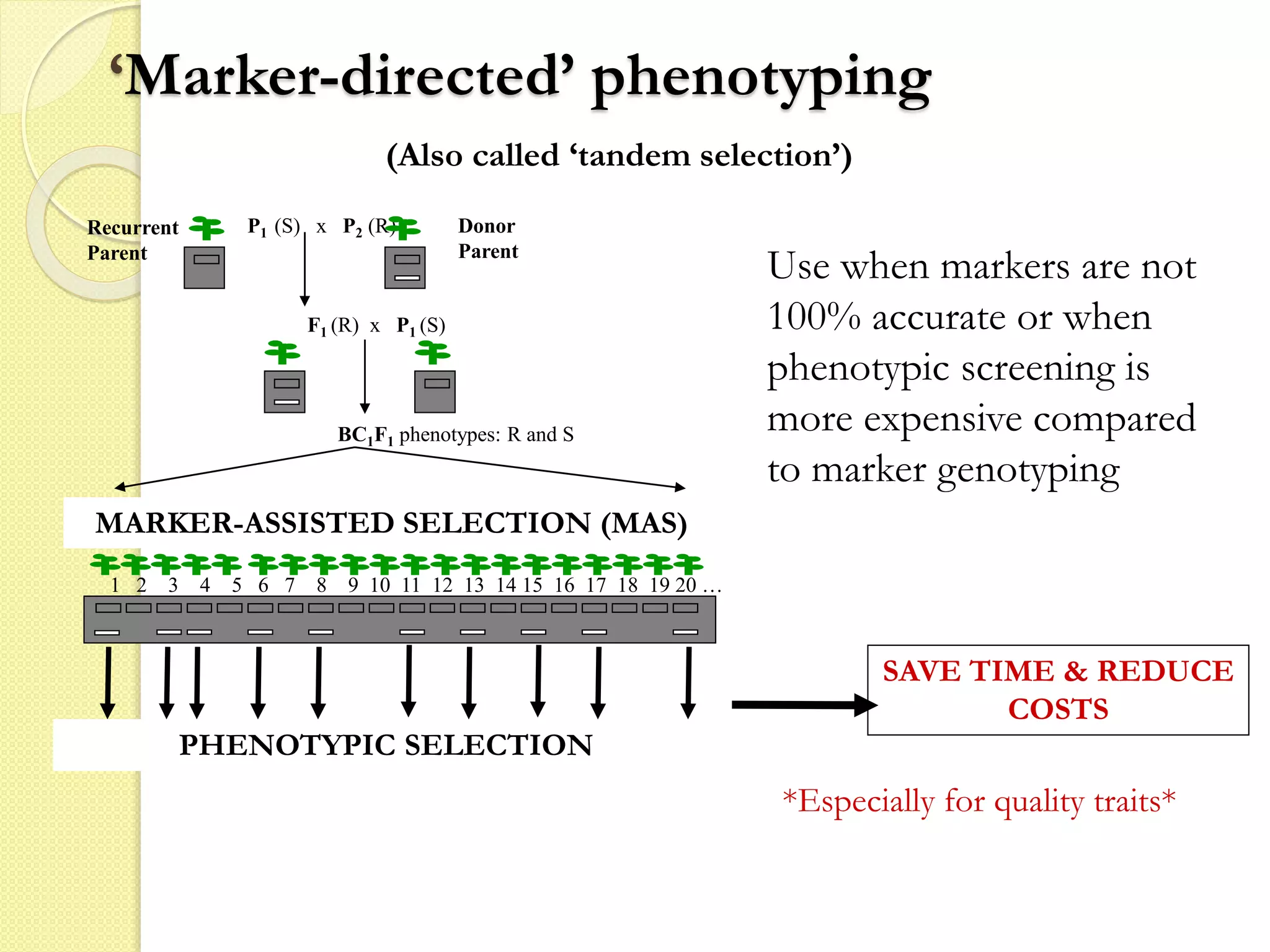Marker Assisted Selection in Crop Breeding | PPTX