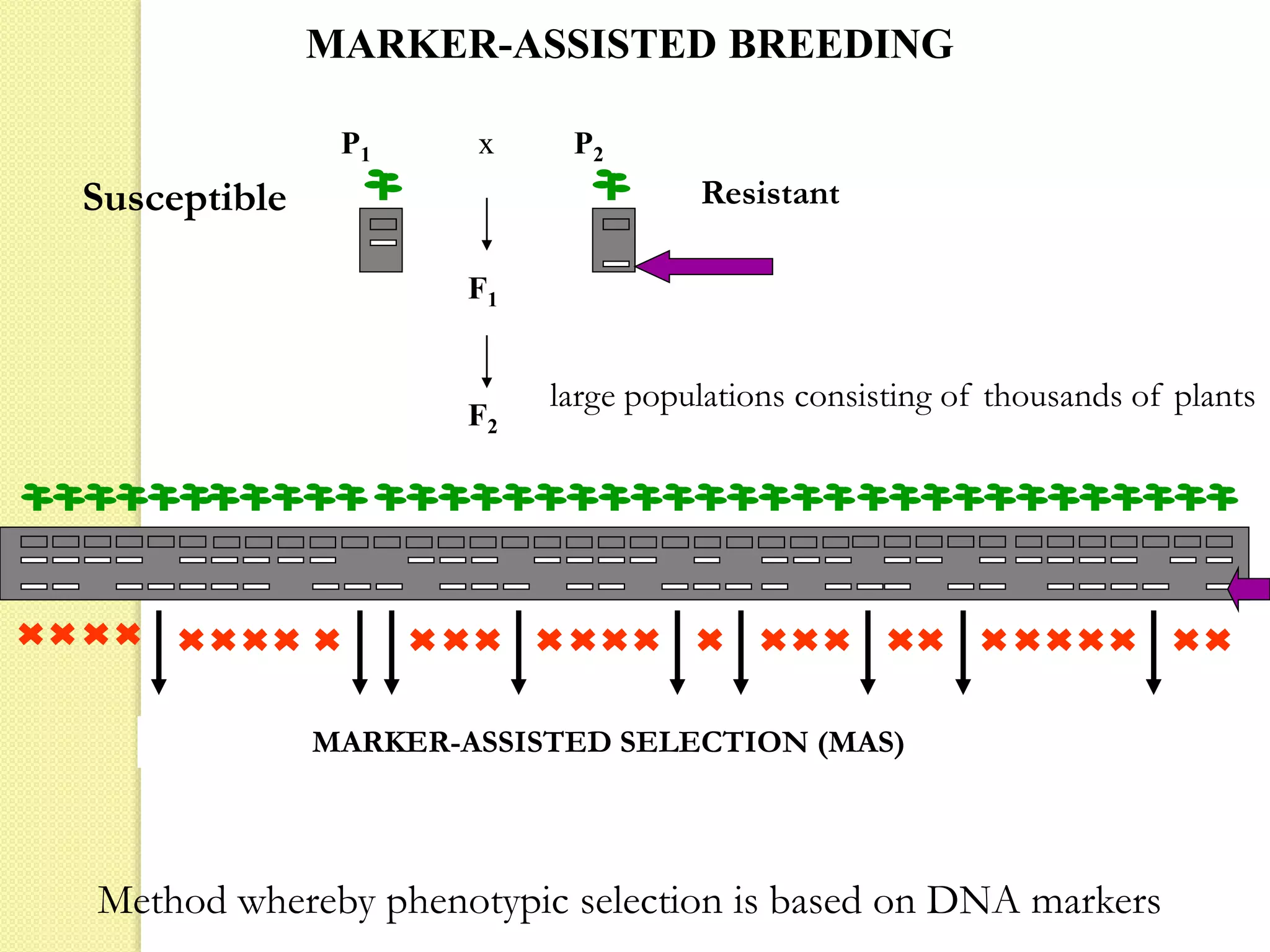 Marker Assisted Selection in Crop Breeding | PPTX