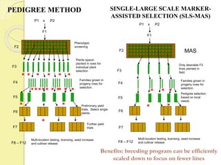 Marker Assisted Selection in Crop Breeding | PPTX