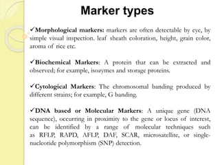 Marker Assisted Selection in Crop Breeding | PPTX