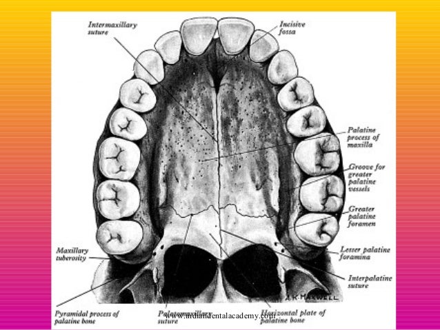 Anatomy of supportin structures/ oral surgery courses