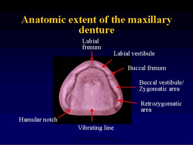Anatomy of supportin structures/ oral surgery courses
