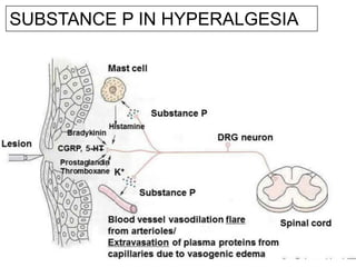 SUBSTANCE P.INFORMATION ABOUT SUBSTANCE P.ppt