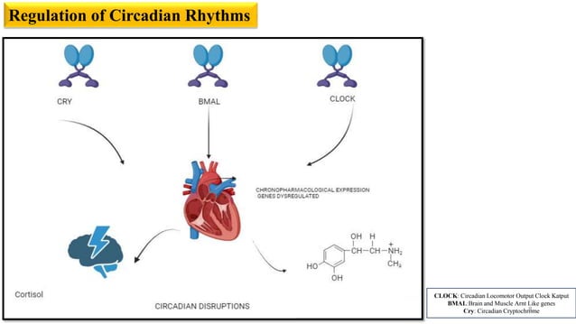 ChronoPharmacology in Body Functioning and in Cardiovascular Diseases ...