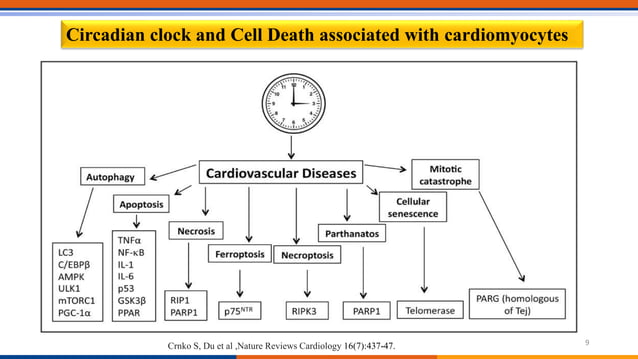 ChronoPharmacology in Body Functioning and in Cardiovascular Diseases ...