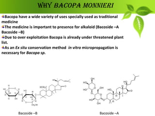 bramhi the medicinal plant | PPT