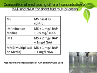 bramhi the medicinal plant | PPT