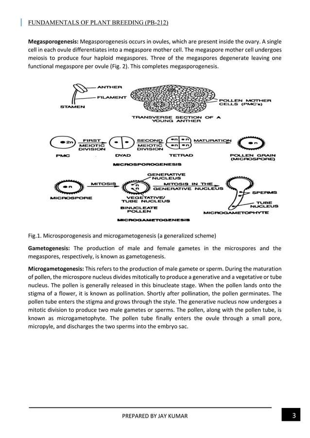 Modes Of Reproduction In Crop Plantspdf Infertility Reproductive 8307