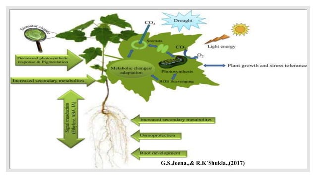 morphological and physiological characters changes - Drought Resistence ...