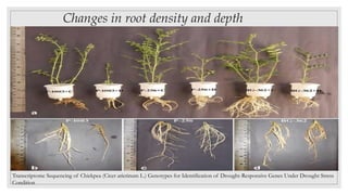 morphological and physiological characters changes - Drought Resistence ...