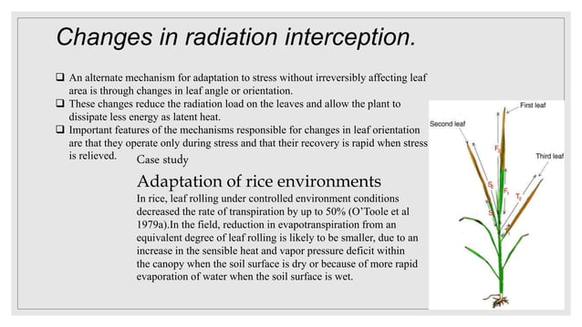 morphological and physiological characters changes - Drought Resistence ...