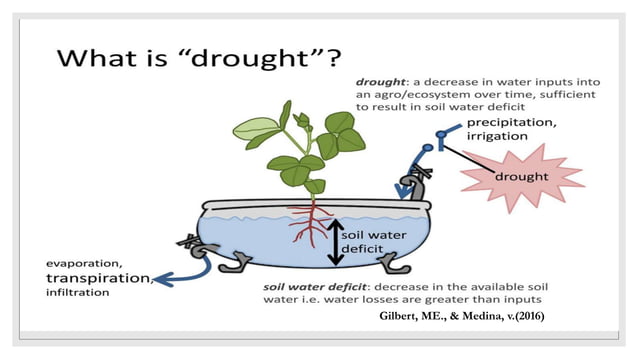 morphological and physiological characters changes - Drought Resistence ...