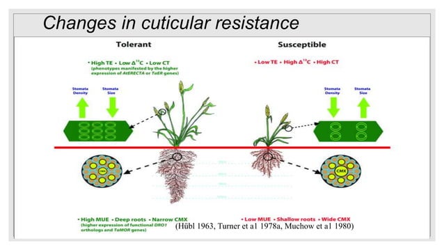 morphological and physiological characters changes - Drought Resistence ...