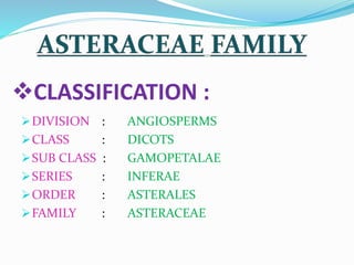 Asteraceae Family | PPTX