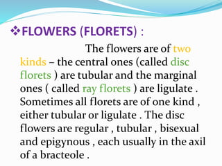 Asteraceae Family | PPTX