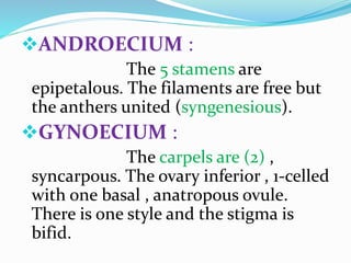 Asteraceae Family | PPTX