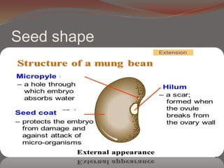 Botanical Description of Mung Bean | PPTX