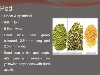 Botanical Description of Mung Bean | PPTX
