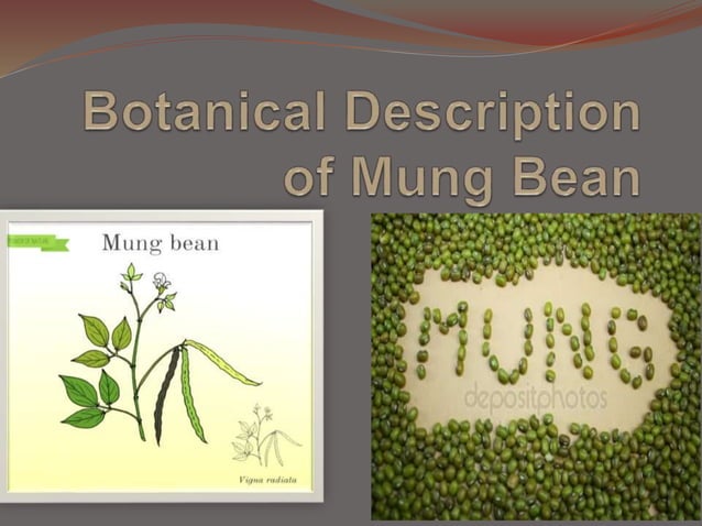 Botanical Description of Mung Bean | PPTX