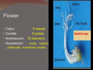 Botanical Description of Mung Bean | PPTX