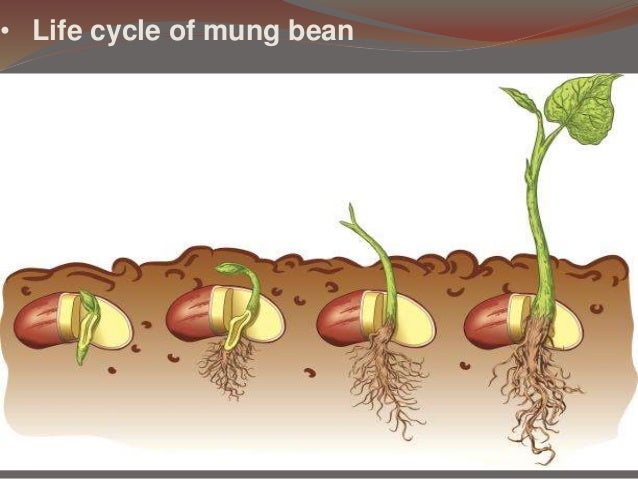 Botanical Description of Mung Bean