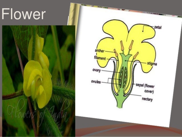 Botanical Description of Mung Bean