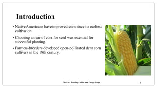 Breeding Open Pollinated Corn | PPT