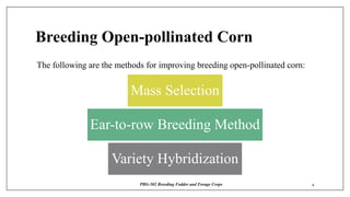 Breeding Open Pollinated Corn | PPT