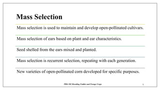 Breeding Open Pollinated Corn | PPTX