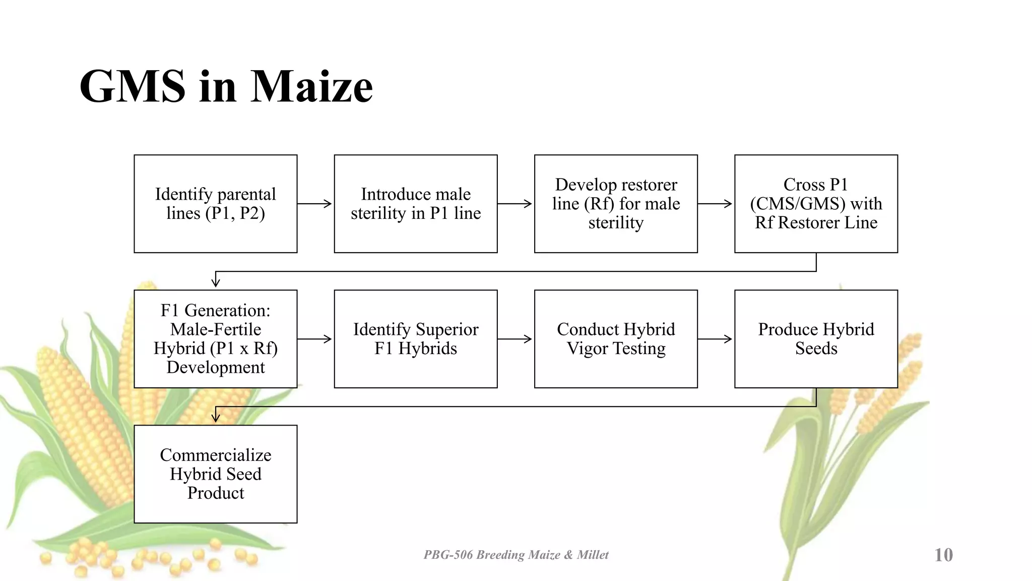 Use of Genetic Male Sterility in Hybrid Seed Production of Maize ...