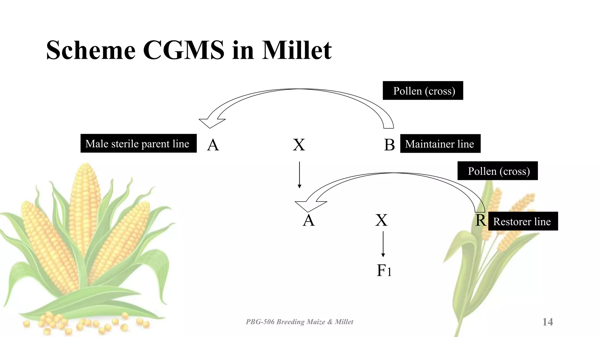 Use of Genetic Male Sterility in Hybrid Seed Production of Maize ...