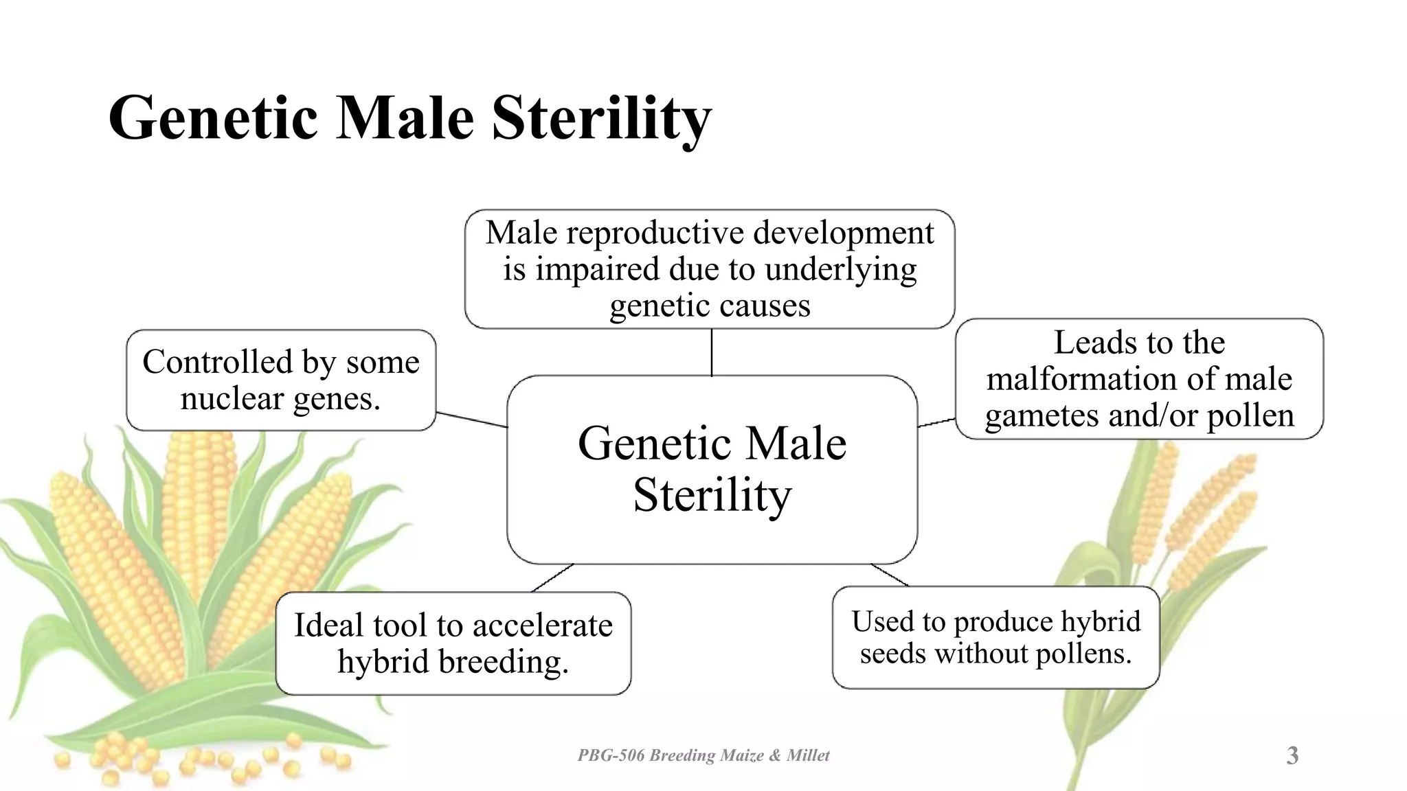 Use of Genetic Male Sterility in Hybrid Seed Production of Maize ...