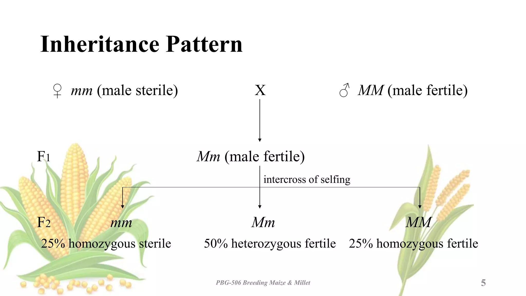 Use of Genetic Male Sterility in Hybrid Seed Production of Maize ...