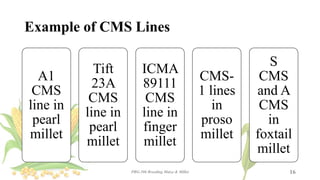 Use of Genetic Male Sterility in Hybrid Seed Production of Maize ...