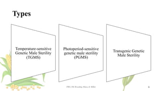 Use of Genetic Male Sterility in Hybrid Seed Production of Maize ...