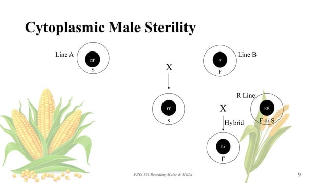 Use of Genetic Male Sterility in Hybrid Seed Production of Maize ...