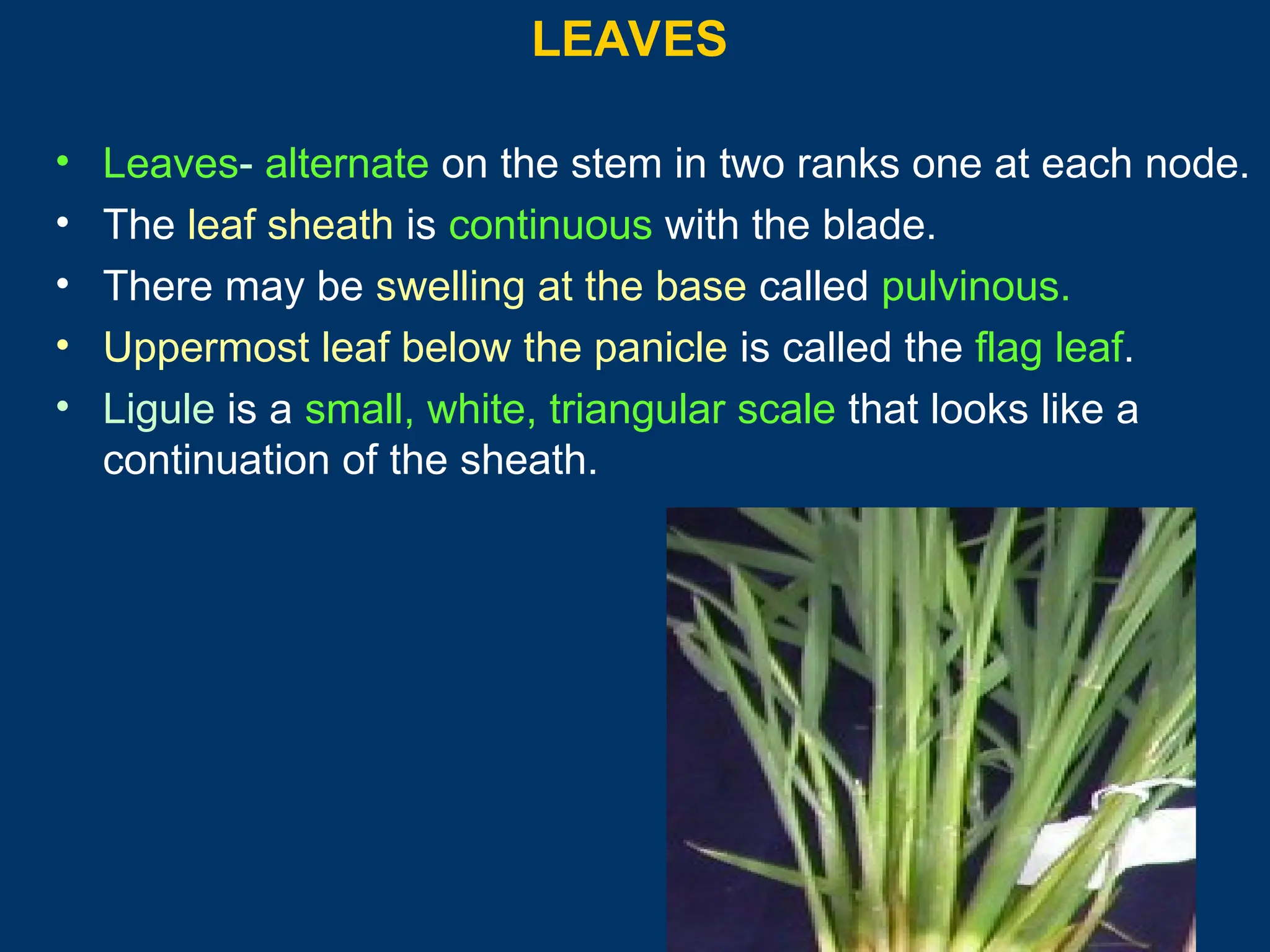 PBG 101 - Rice - PPT 1 - Agri Junction.ppt