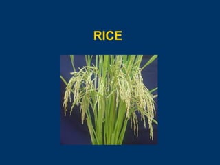 PBG 101 - Rice - PPT 1 - Agri Junction.ppt