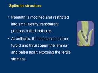 PBG 101 - Rice - PPT 1 - Agri Junction.ppt
