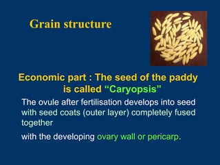 PBG 101 - Rice - PPT 1 - Agri Junction.ppt