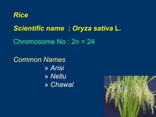 PBG 101 LECTURE 4a. RICE.pptx