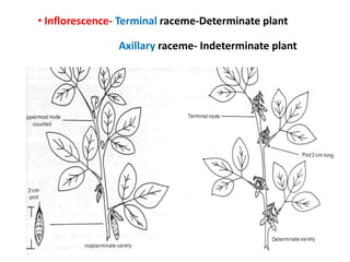 Pulses- Introduction to agricultural Botany | PPT