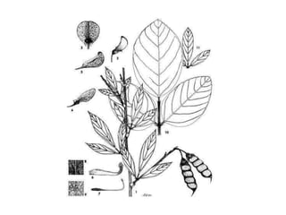 Pulses- Introduction to agricultural Botany | PPT