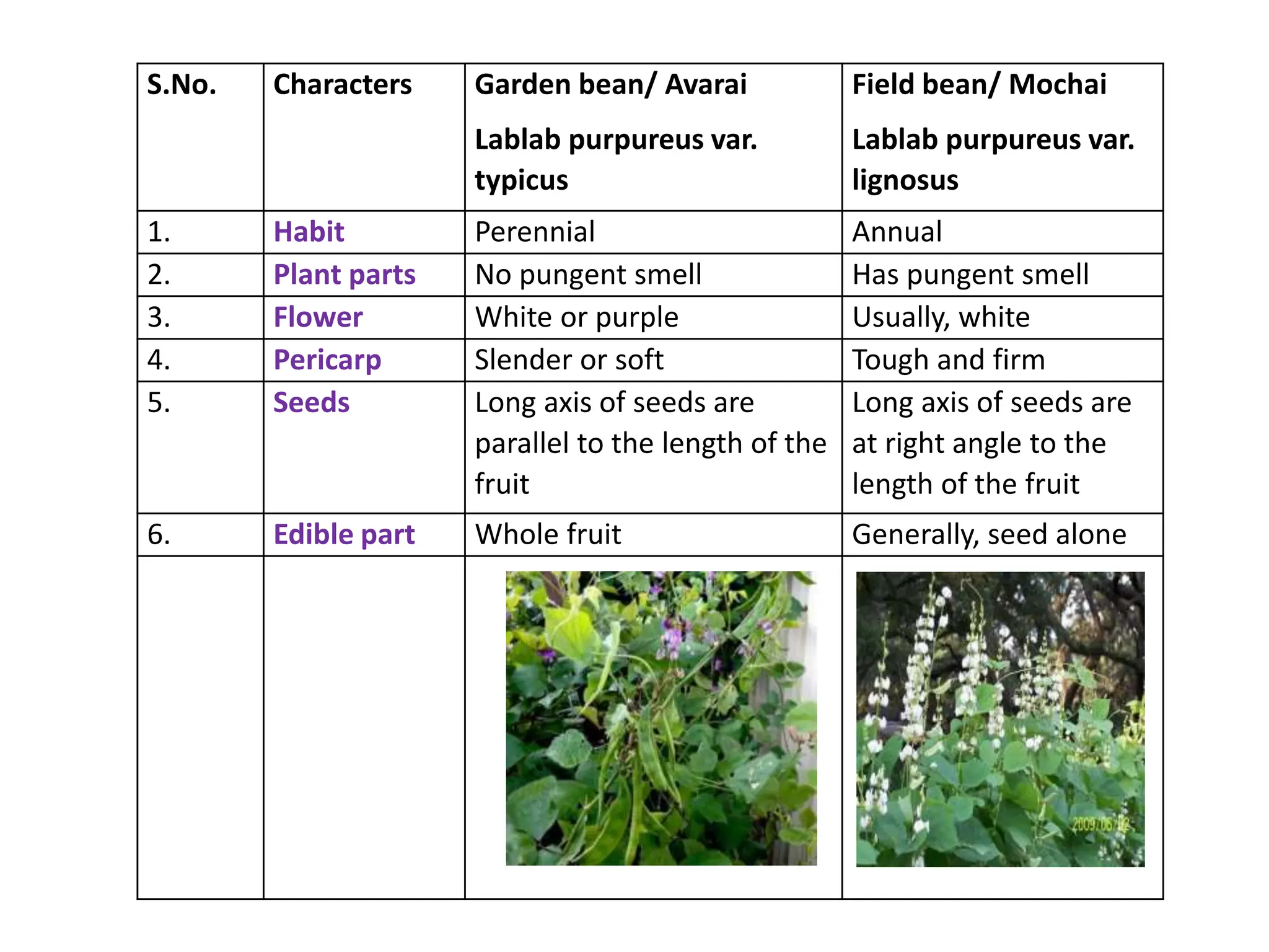 Pulses redgram - Botanical features and economic importance | PPT
